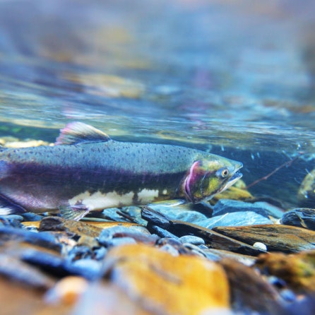 Resources — Little Salmon Carmacks First Nation